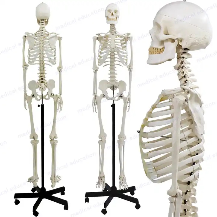 170cm human educational model articulated human skeleton model
